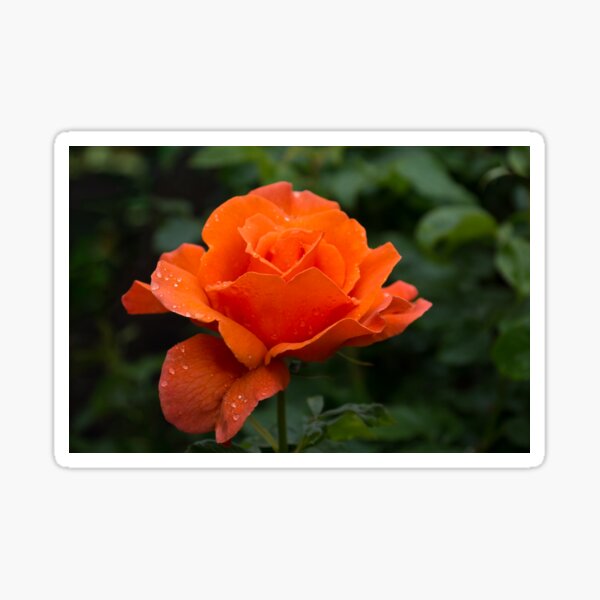 "Wet Beauty - Hot Orange Rose with Raindrops" Sticker for Sale by ...