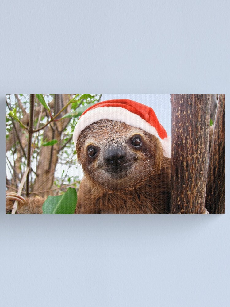 "Funny baby sloth in a Christmas Santa hat" Canvas Print by Seaphotoart ...