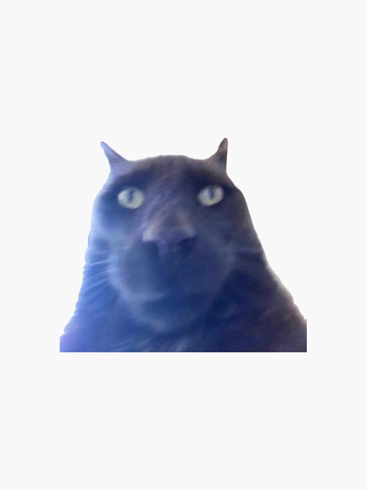 Disturbed Cat Memes Distorted Cat Images