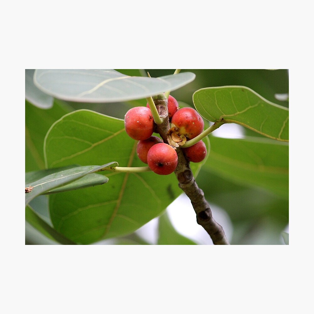 Banyan Tree Fruit