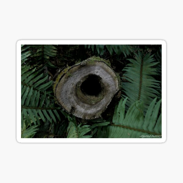 "Hole in tree stump " Sticker for Sale by ayanad0426 | Redbubble