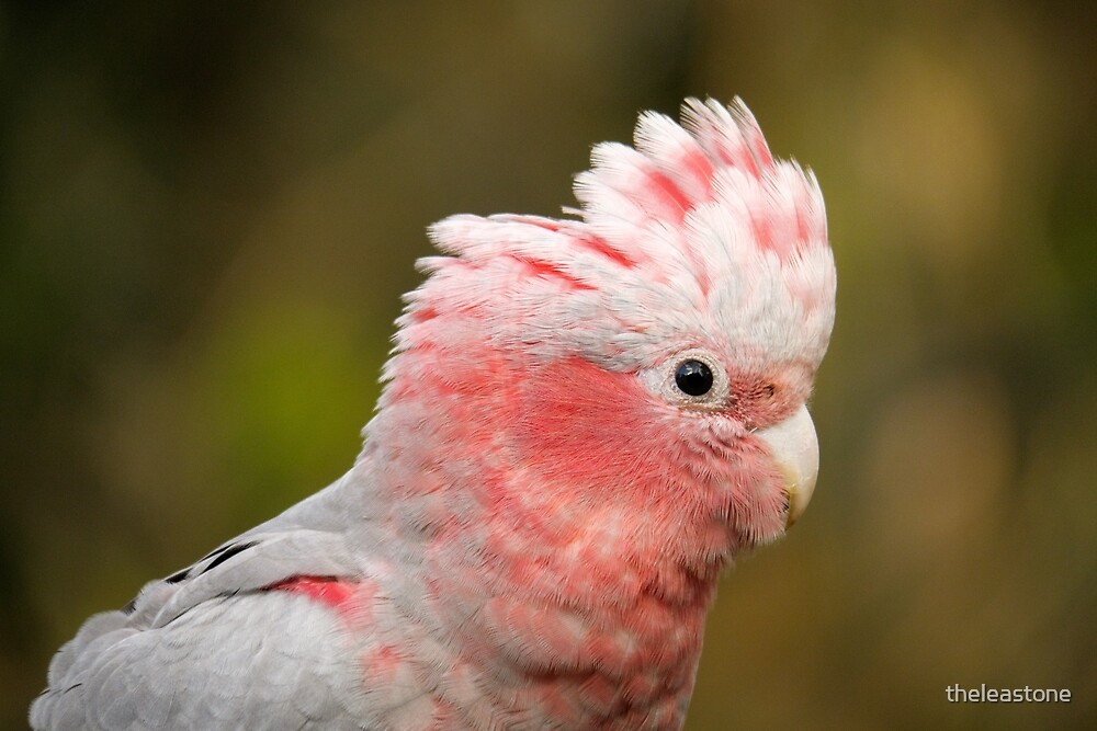 "Baby Galah (aka "Rose-breasted Cockatoo")" by theleastone | Redbubble