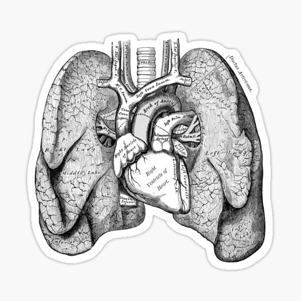 "Vintage Anatomy Human Lungs" Sticker for Sale by pnand | Redbubble