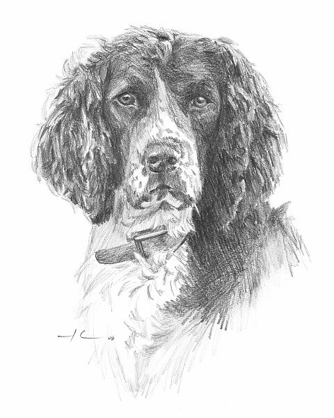 "english springer spaniel drawing" by mike theuer | Redbubble