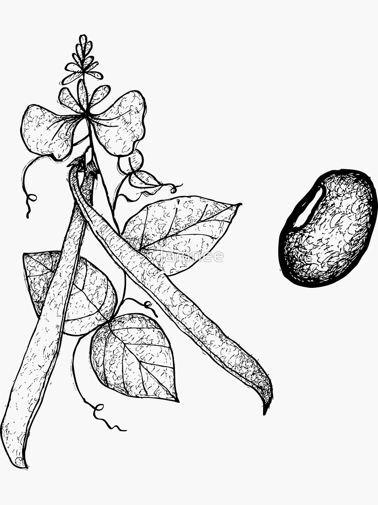"Hand Drawn of Fresh Green Runner Bean Plant" Sticker for Sale by ...