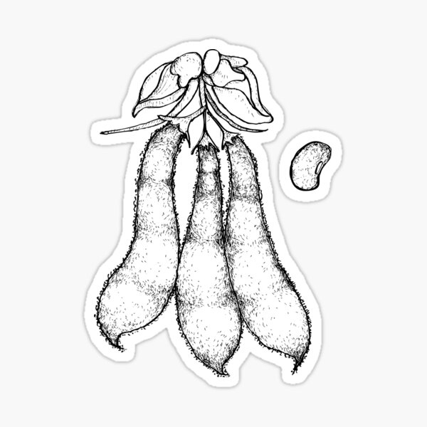 "Hand Drawn of Velvet Bean Pods on White Background" Sticker for Sale ...