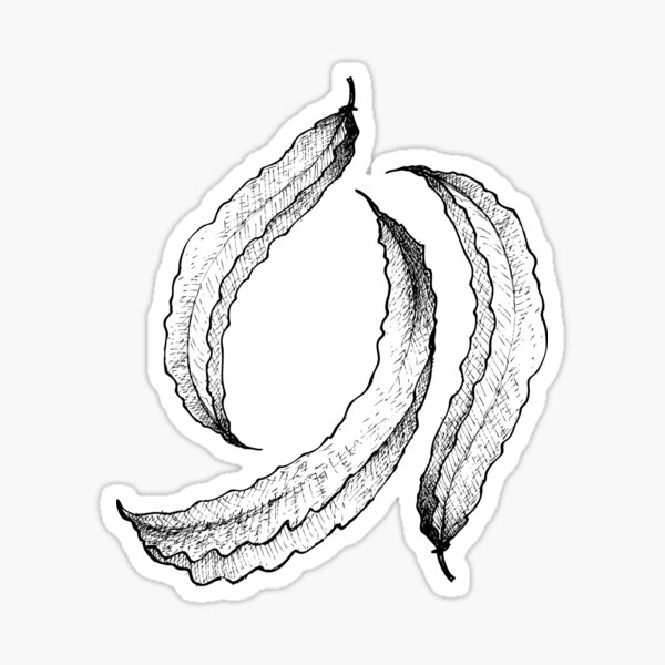 "Hand Drawn of Fresh Green Winged Beans" Sticker for Sale by Iamnee ...