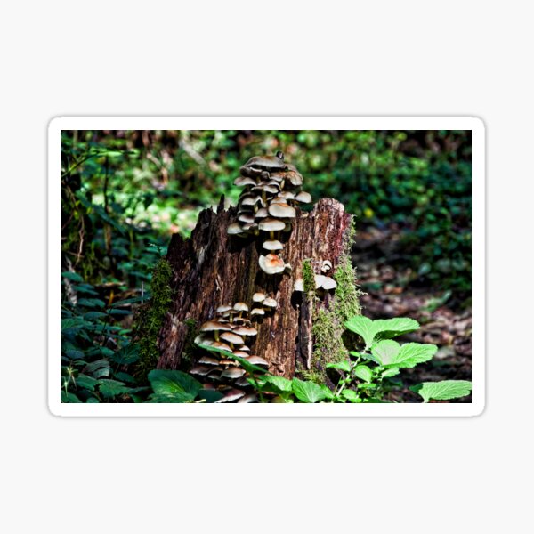 "Mushroom Stump" Sticker for Sale by KirtTisdale | Redbubble