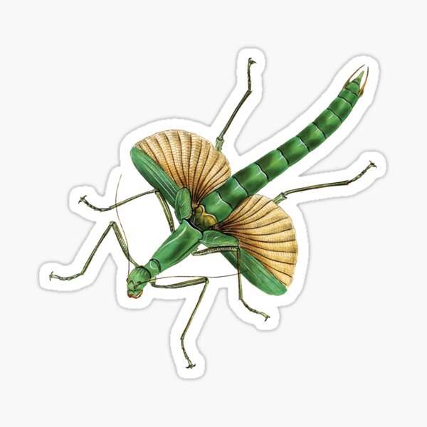 "Big green stick insect." Sticker for Sale by Luggnagg | Redbubble