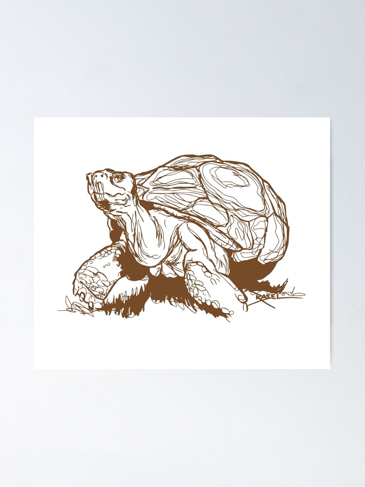 "Harriet the Tortoise" Poster by drasel | Redbubble