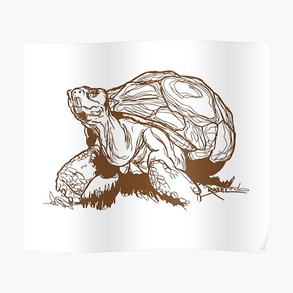 "Harriet the Tortoise" Poster by drasel | Redbubble