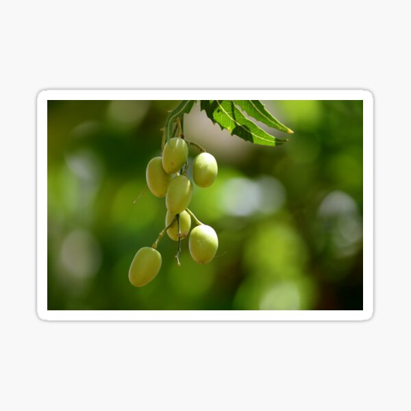 "Neem Fruits" Sticker for Sale by VgBingi | Redbubble