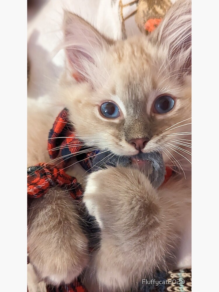 "Cute funny ragdoll kitten " Sticker for Sale by Fluffycat2020 | Redbubble