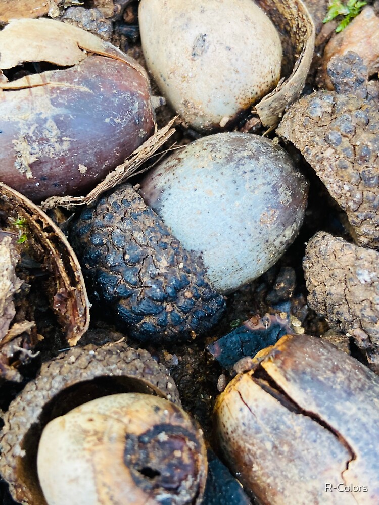 "Beautiful fallen acorns of Winter" Sticker for Sale by R-Colors ...