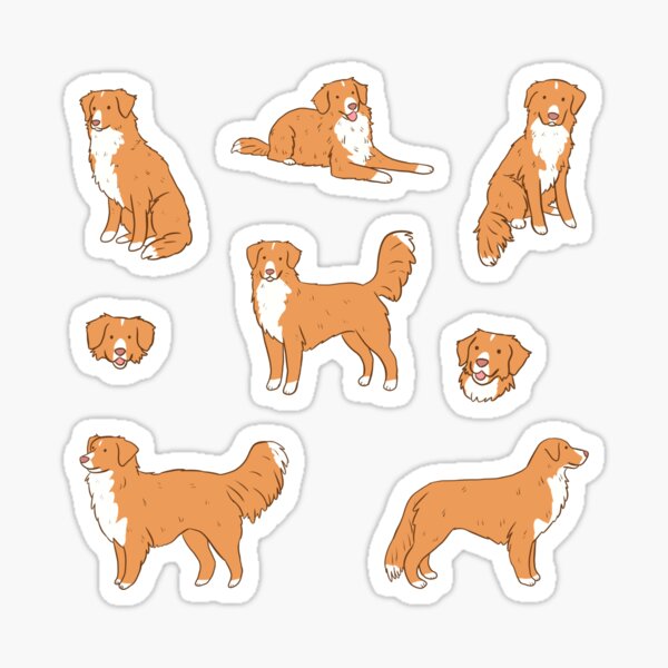 "Nova Scotia Duck Tolling Retriever pack" Sticker for Sale by ...