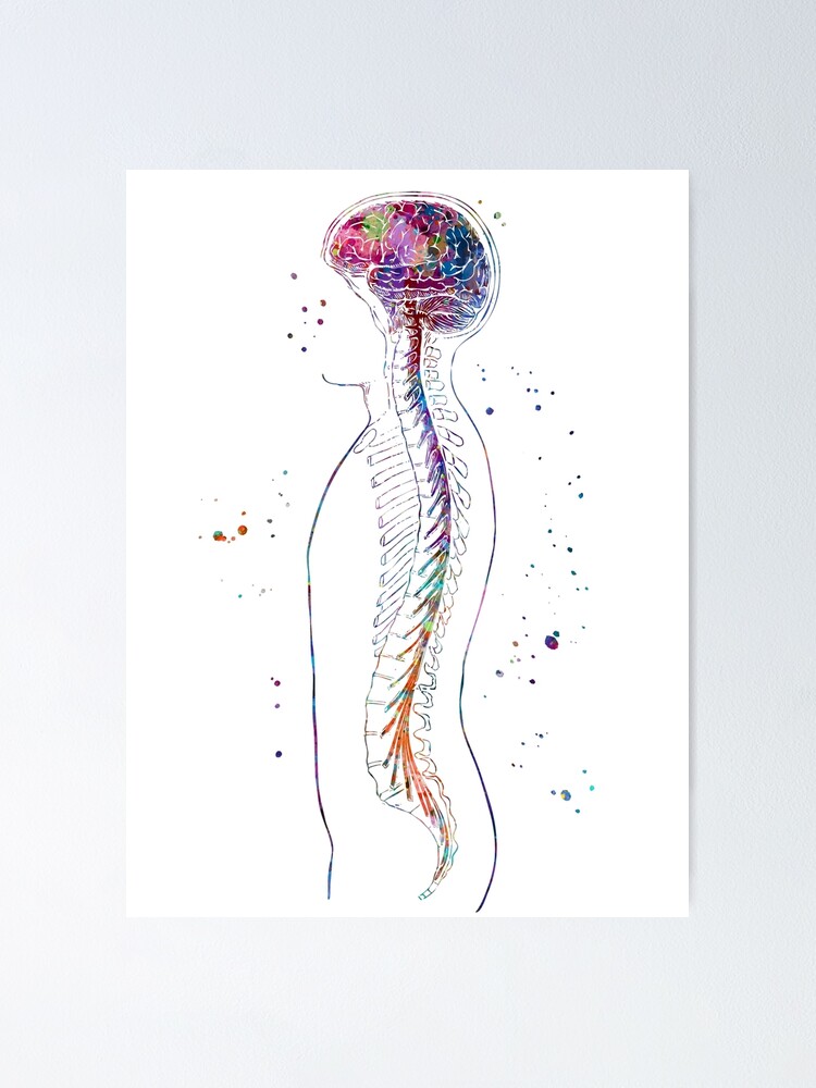 "Nervous System Brain and Spinal Cord" Poster for Sale by EvasDreams ...
