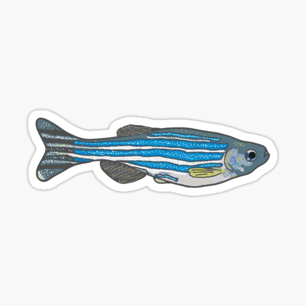 "Zebrafish Danio Model Organism" Sticker for Sale by ModelOrganism ...
