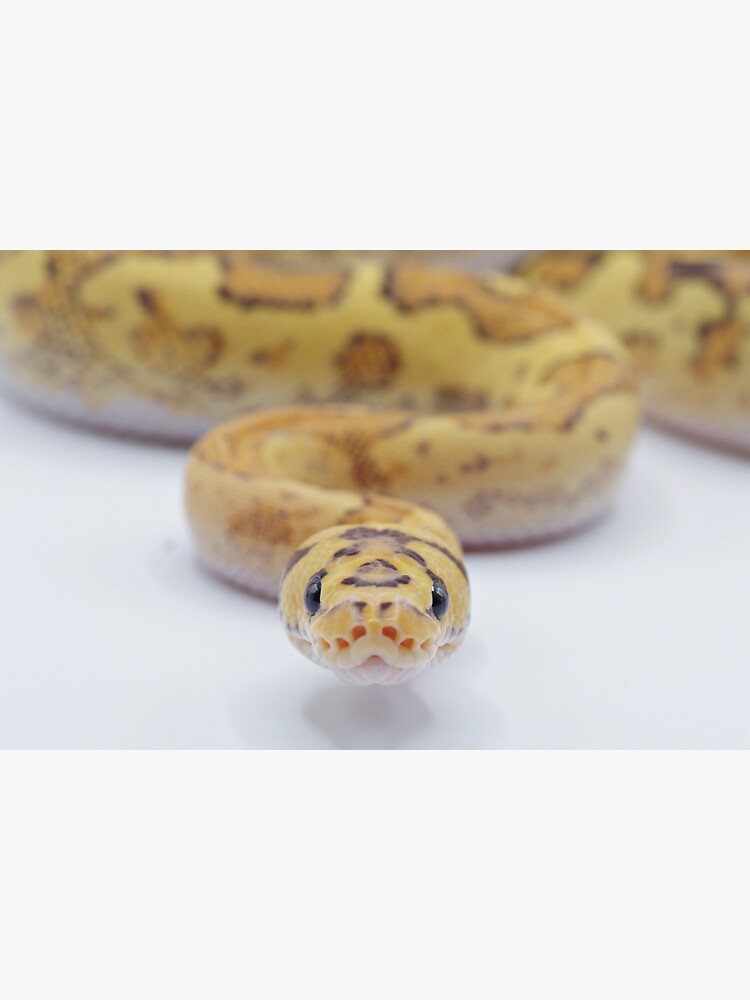 "Disco Inferno Clown Ball Python" Sticker for Sale by Kayleigh-Wilson | Redbubble