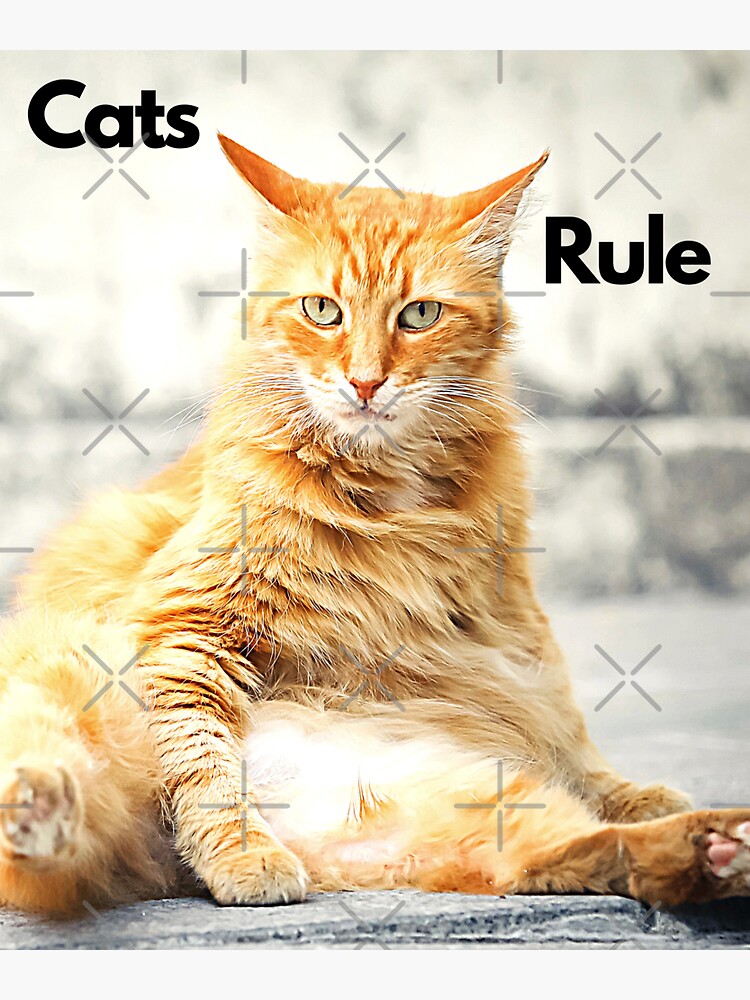 "Cats Rule - Grooming cat" Sticker for Sale by InspiredArtForm | Redbubble