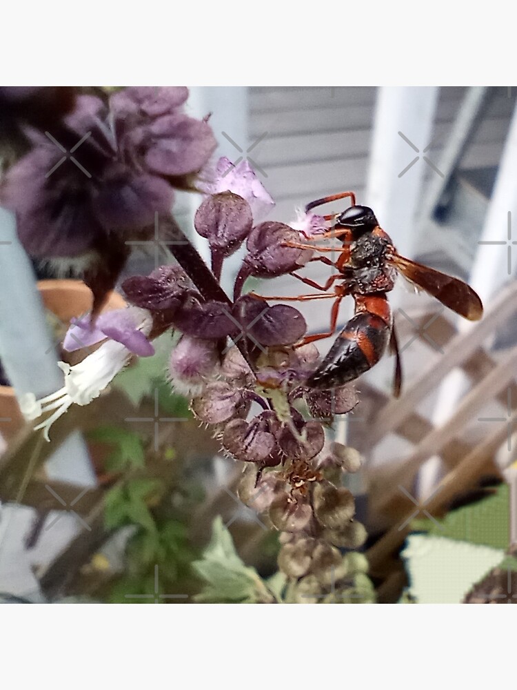 "Red and black mason wasp on Thai basil " Sticker for Sale by Bmusicjr ...