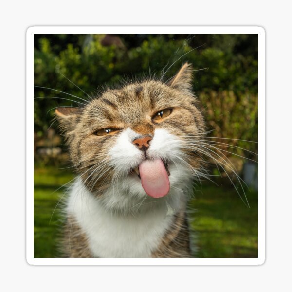 "A Very Funny Cat" Sticker for Sale by ZSticker | Redbubble