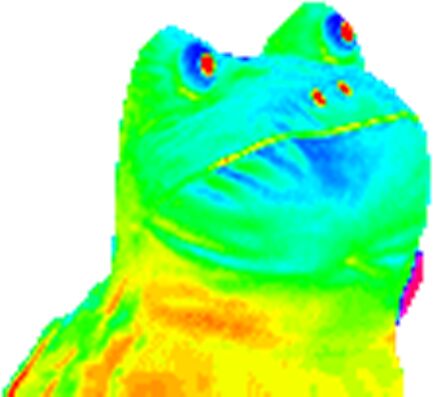 "Rainbow Frog Meme" Stickers by Jonnyman | Redbubble