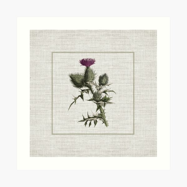"Outlander - thistle" Art Print by laurathedrawer | Redbubble
