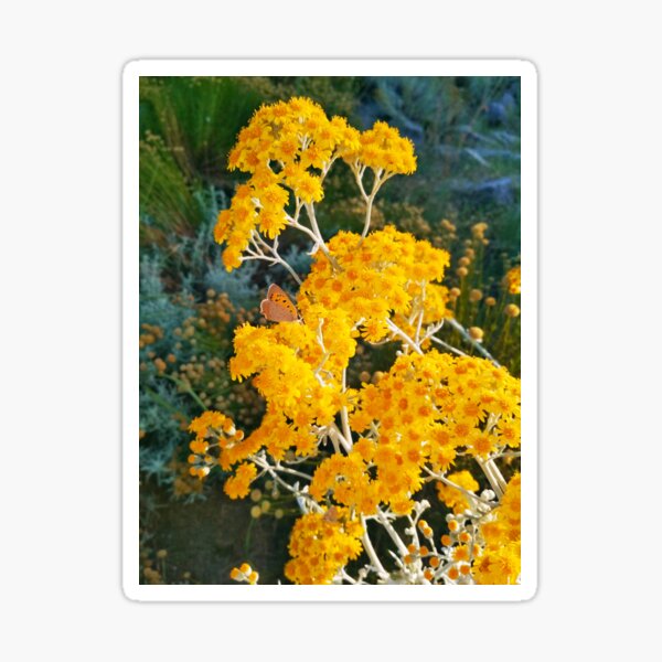 "A painted lady on small yellow flowers " Sticker for Sale by helenkaiy ...