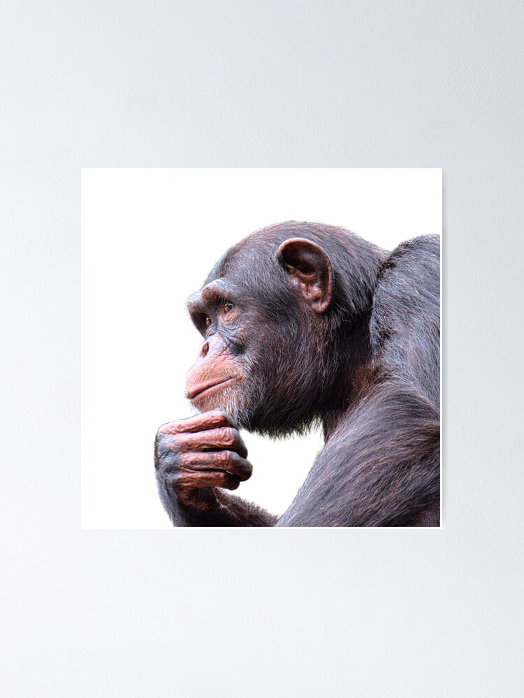 "Pondering Ape Print - For a chimpanzee lover, for a nature lover, for ...