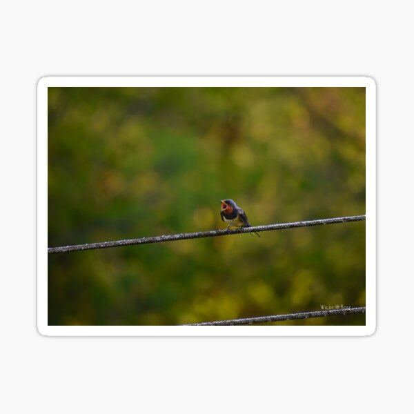 "Early Bird" Sticker for Sale by WildeRoseArts | Redbubble