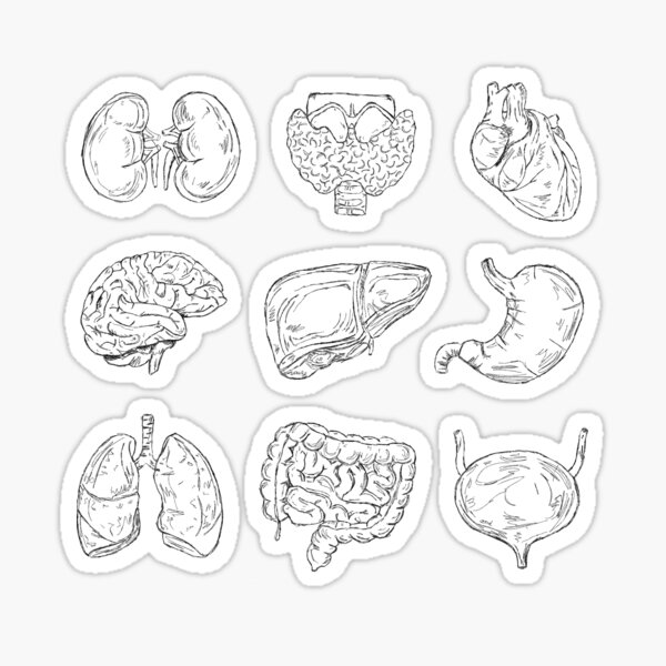 "Human Organ Design" Sticker for Sale by Everyanashley03 | Redbubble