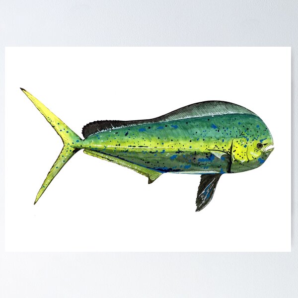 "MAHI-MAHI OR COMMON DOLPHINFISH-Coryphaena hippurus" Poster by BEATRIZ ...