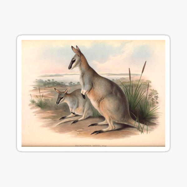 "Toolache wallaby, Australia" Sticker for Sale by nextstepdesigns ...