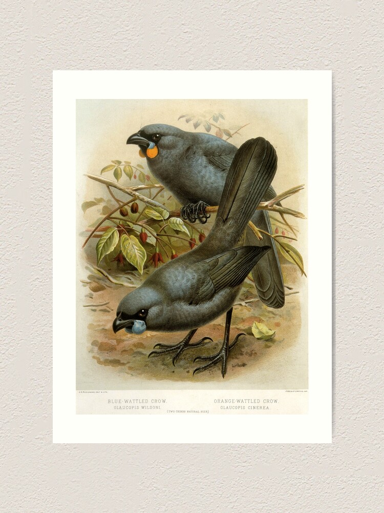 "Extinct Birds, Buller Kokako by keulemans" Art Print for Sale by ...