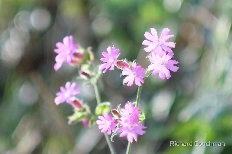 "" Campion Dreams "" by Richard Couchman | Redbubble