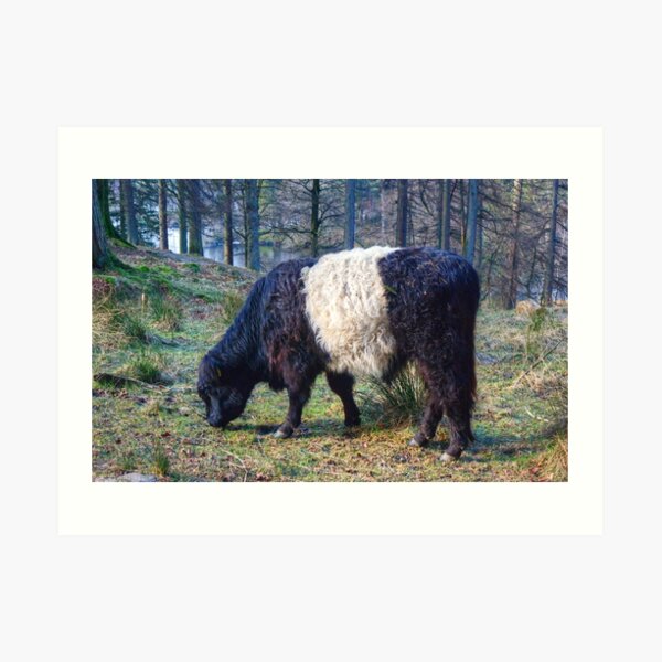 Belted Galloway Art Prints | Redbubble