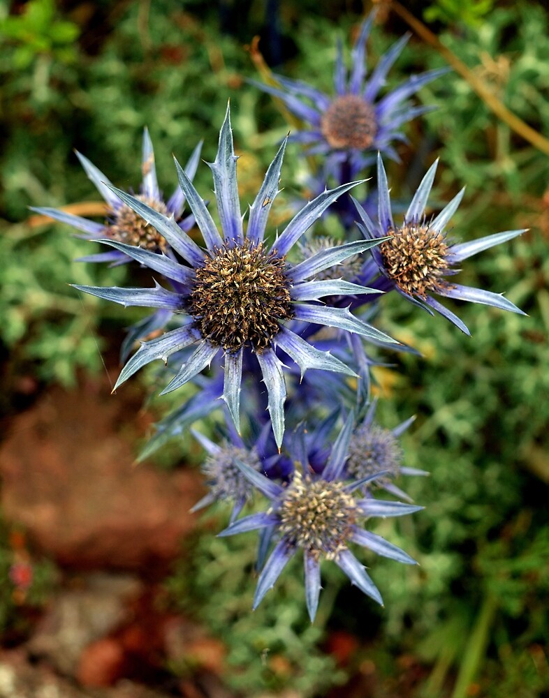 "Blue Thistle" by Alexandra Lavizzari | Redbubble