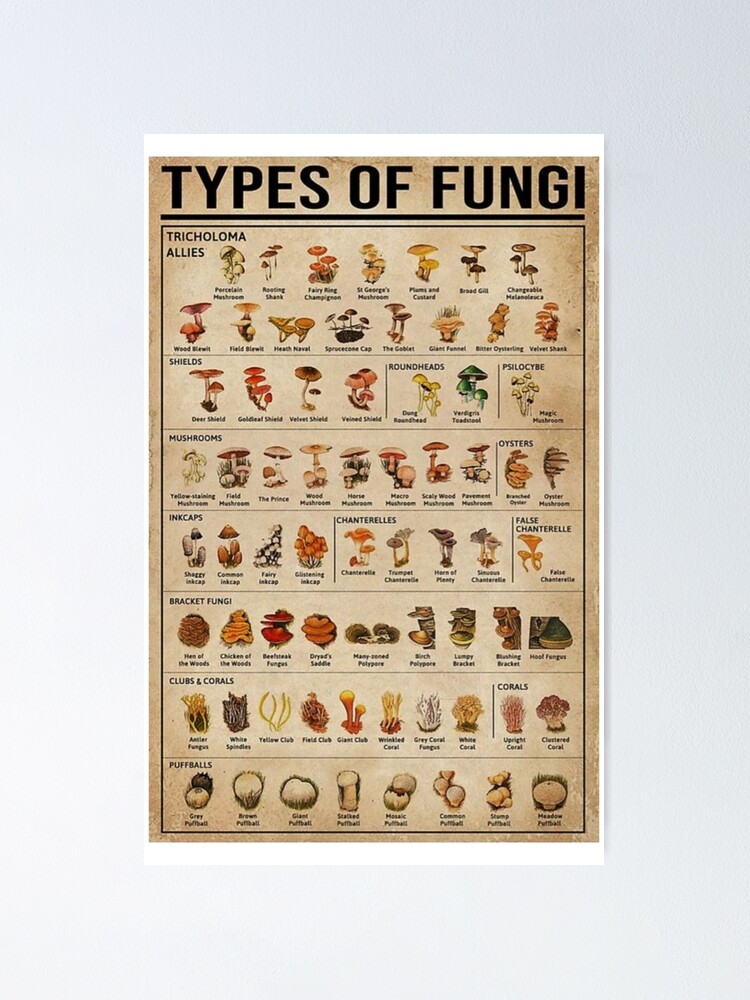 "Type Of Fungi Knowledge " Poster for Sale by World-Anatom | Redbubble