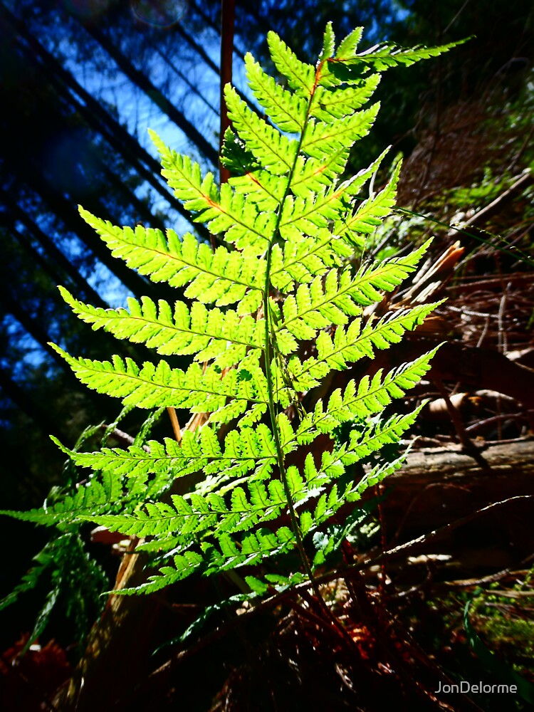 "Lone Fern, Somerset" Sticker for Sale by JonDelorme | Redbubble