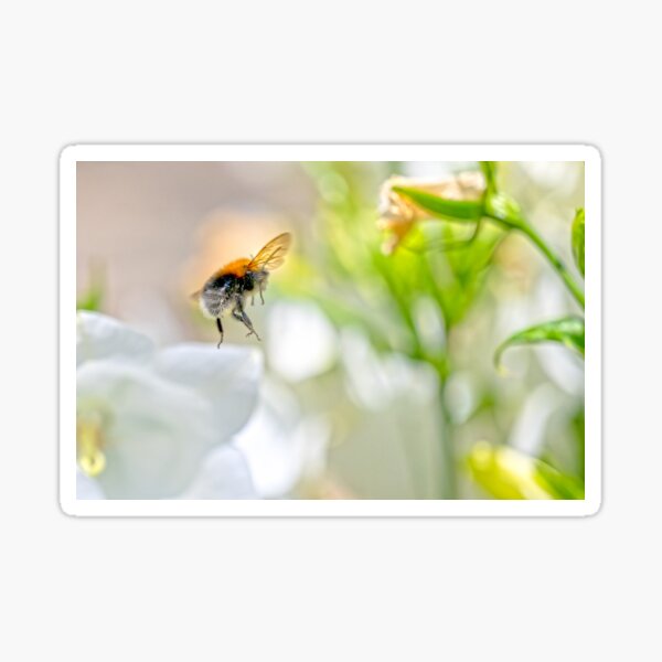"Flight of the Bumblebee" Sticker for Sale by Gkelsey | Redbubble