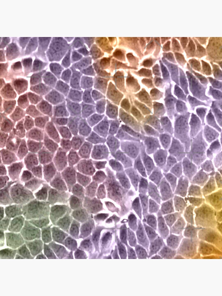 "Colorful rainbow pastel epithelial cells under the microscope" Sticker ...