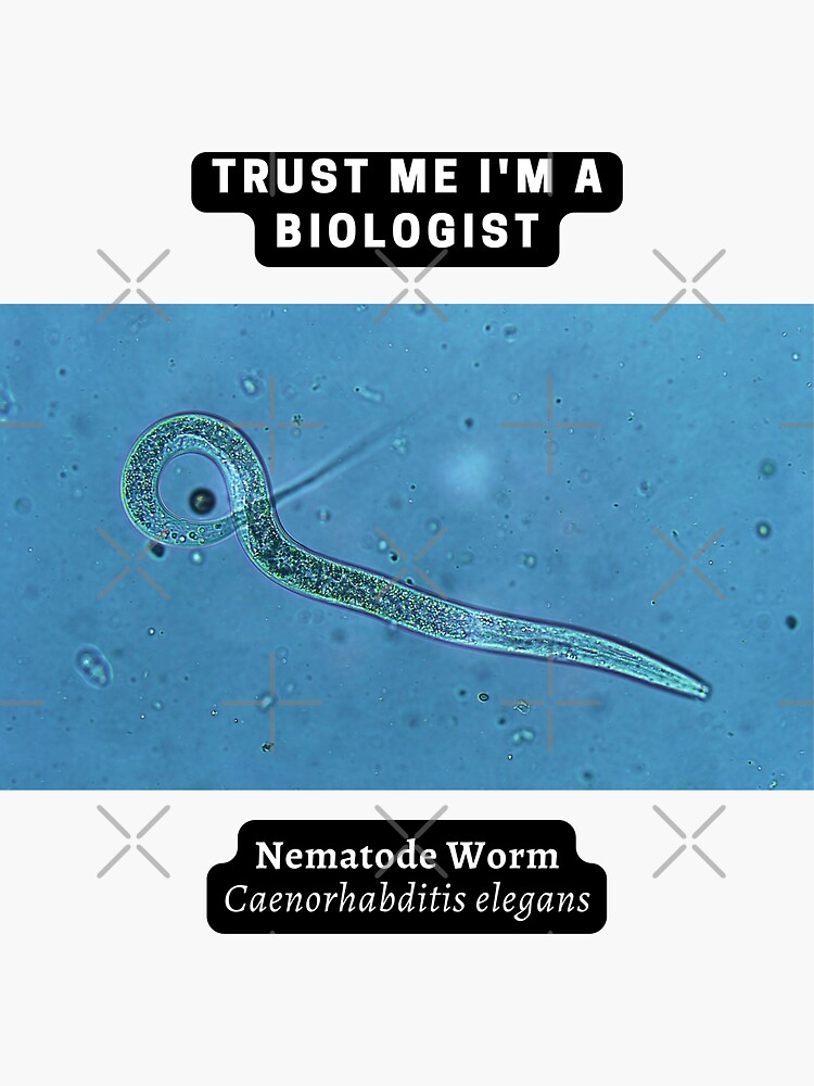 "Trust me I'm a Biologist - Nematode Worm" Sticker for Sale by ...