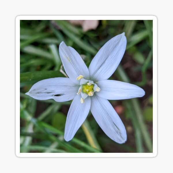 "Star of Bethlehem 1" Sticker for Sale by AustaArt | Redbubble