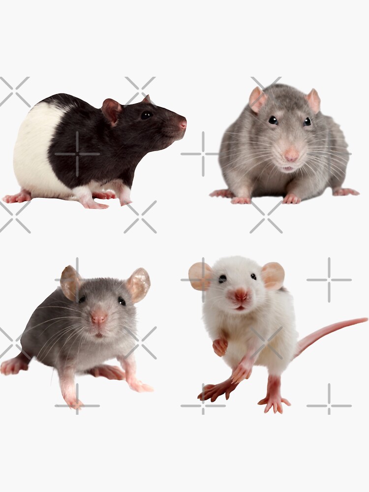 "Rats Sticker Pack " Sticker for Sale by CatGirl101 | Redbubble