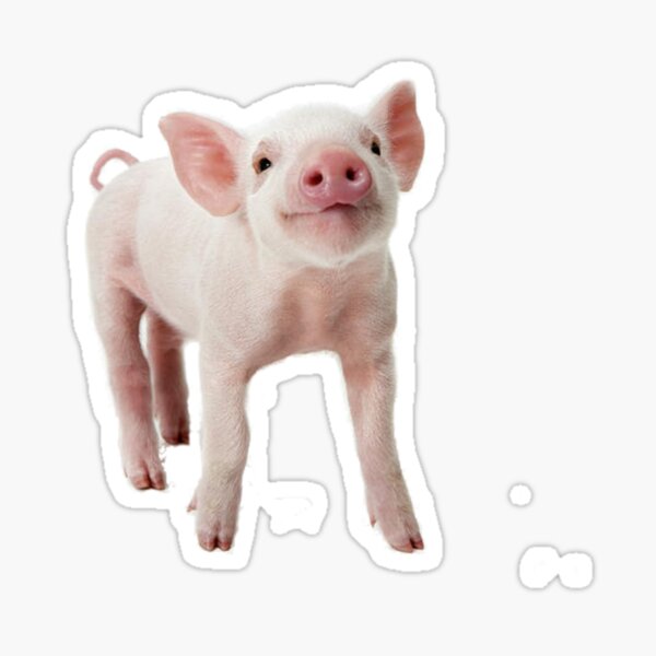 Pig Stickers | Redbubble