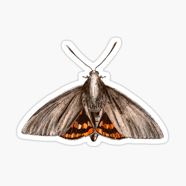 "Moth" Sticker for Sale by planinas | Redbubble