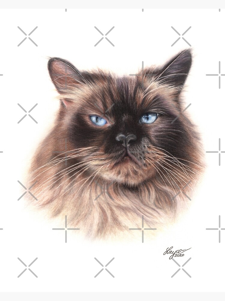 "Ragdoll Cat Drawing | Animal Art" Poster for Sale by artbylayce ...