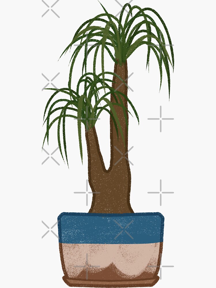 "Ponytail Palm Sticker and Magnet" Sticker for Sale by JustSof | Redbubble