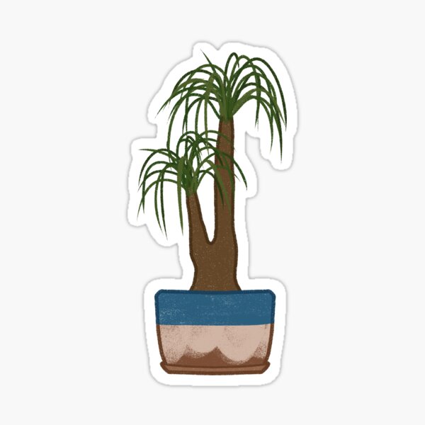 "Ponytail Palm Sticker and Magnet" Sticker for Sale by JustSof | Redbubble