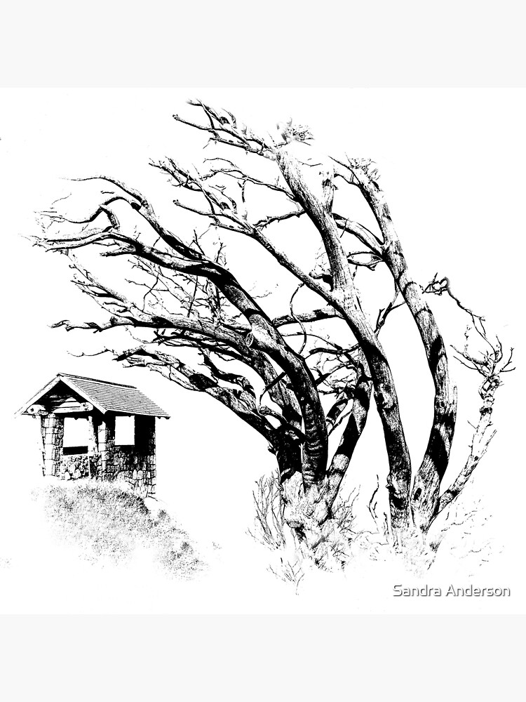 "Australian Snow gums" Poster by sandraanderson | Redbubble